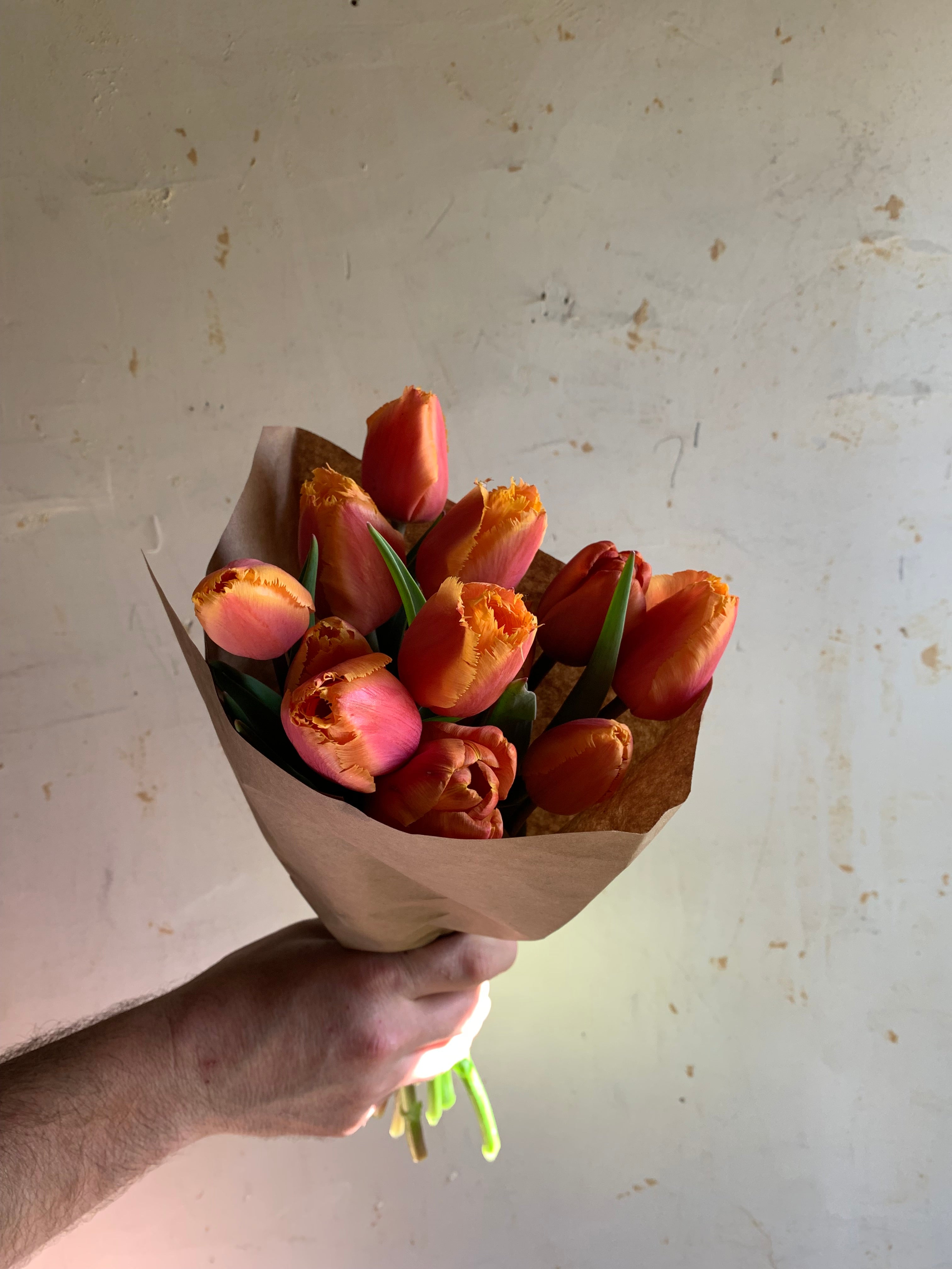 Tulip 'Lambada' – Hitchfoot Farm