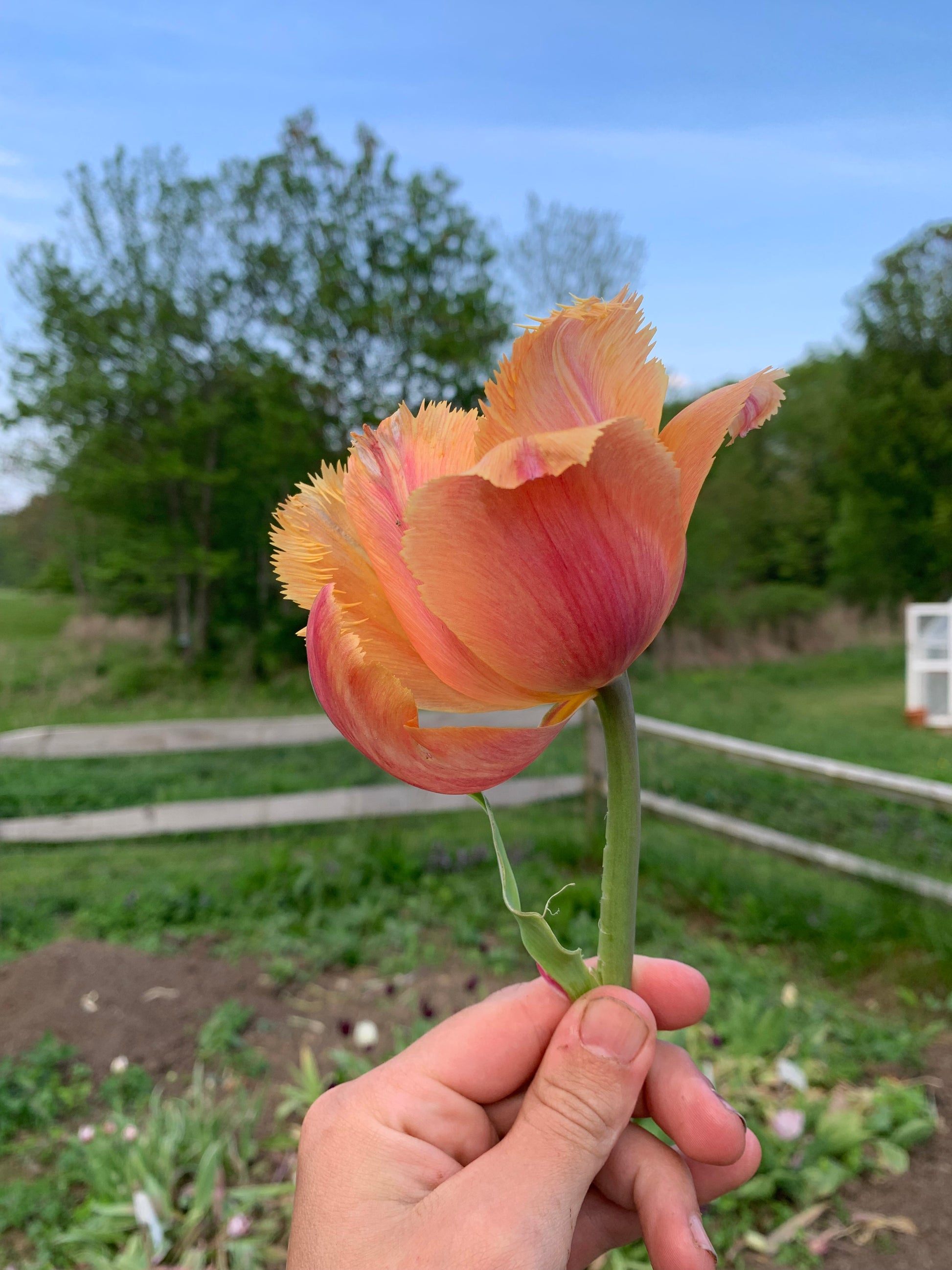 Tulip 'Lambada' – Hitchfoot Farm