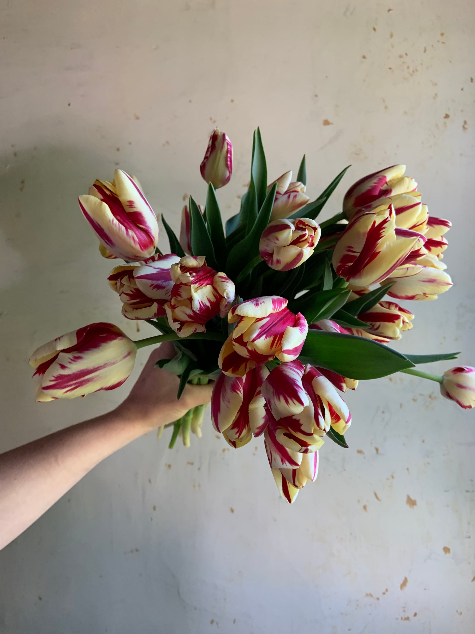 Tulip 'Grand Perfection' – Hitchfoot Farm